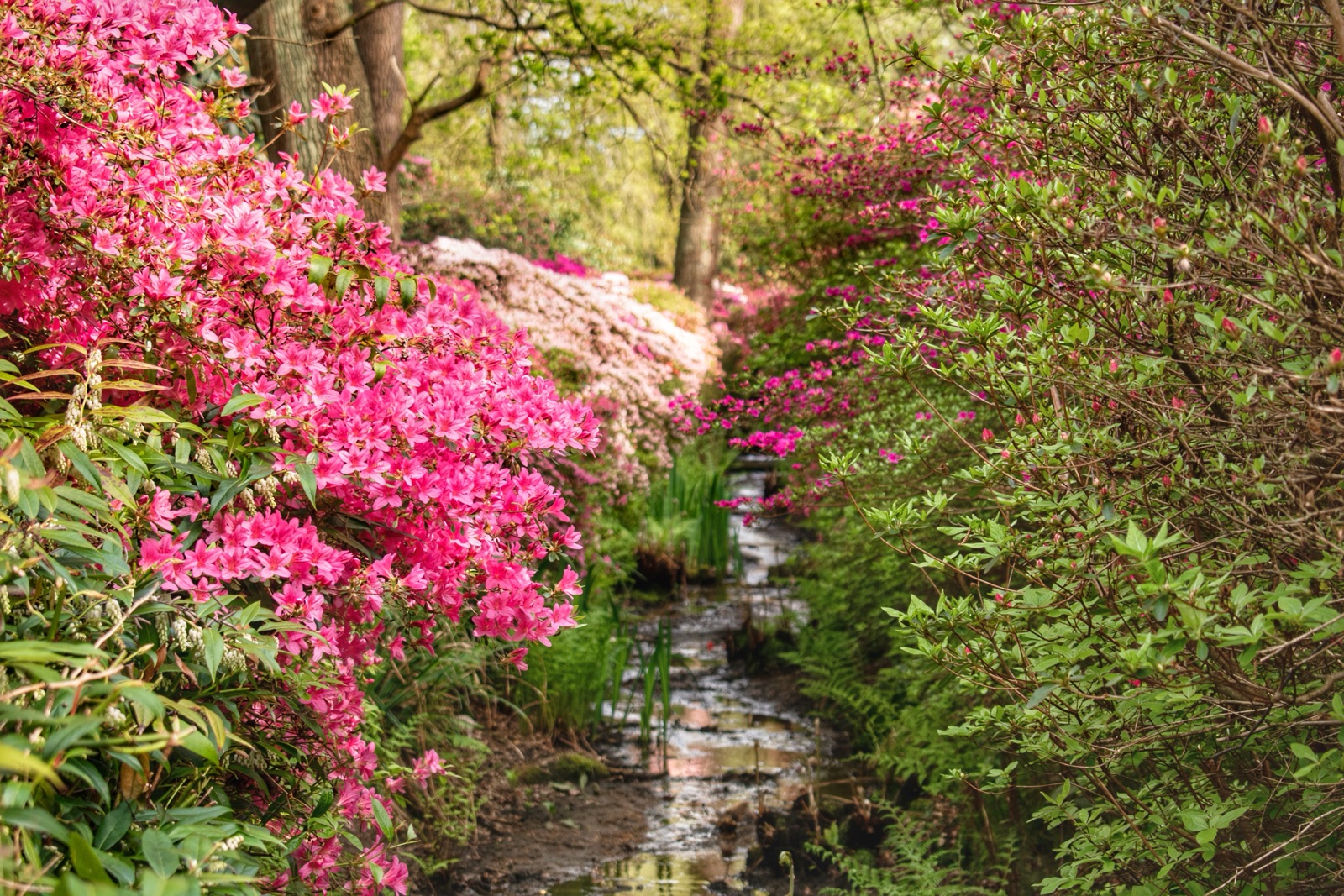 Water path – SA33D Photography
