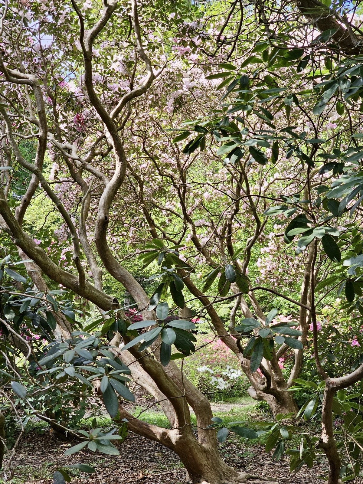 Tree Branches – SA33D Photography
